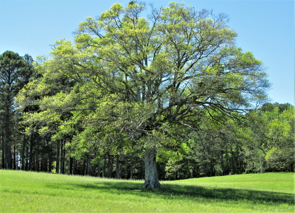 A Nature Partnership – Piper's Adventures