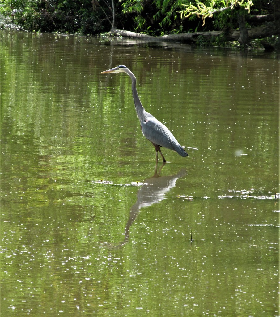 Mirror: Reflection Through Time – Piper's Adventures