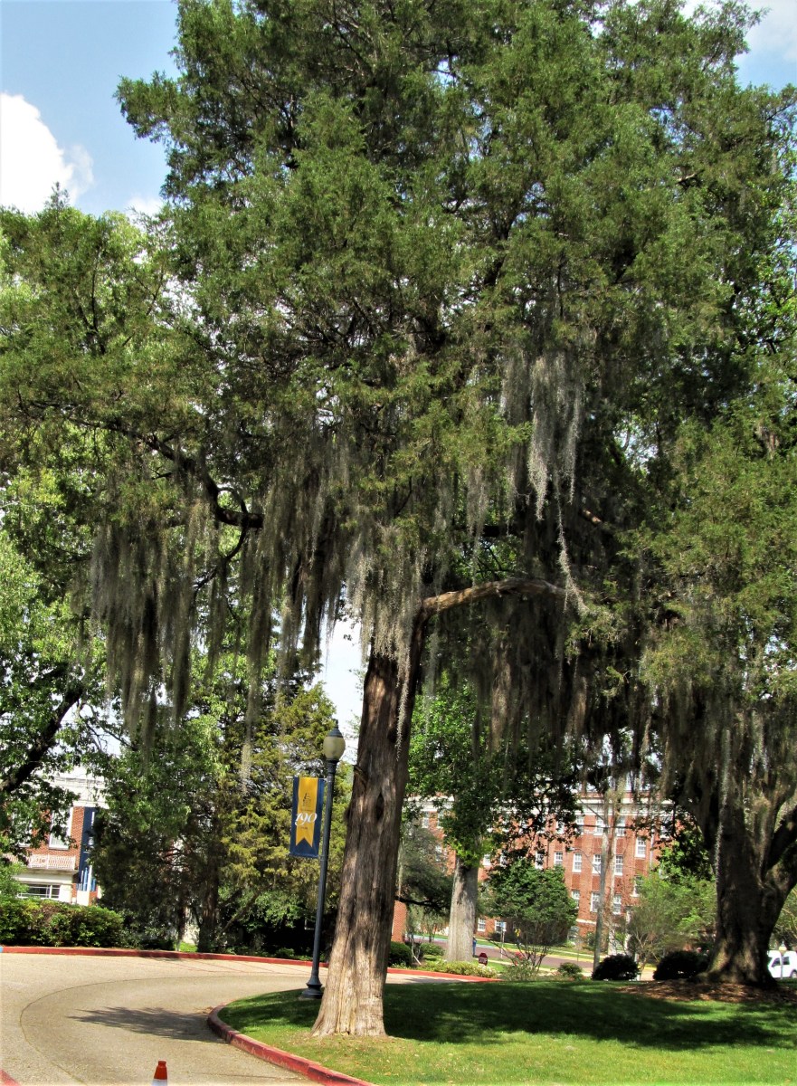 A Tour of Old Town Clinton Mississippi – Piper's Adventures