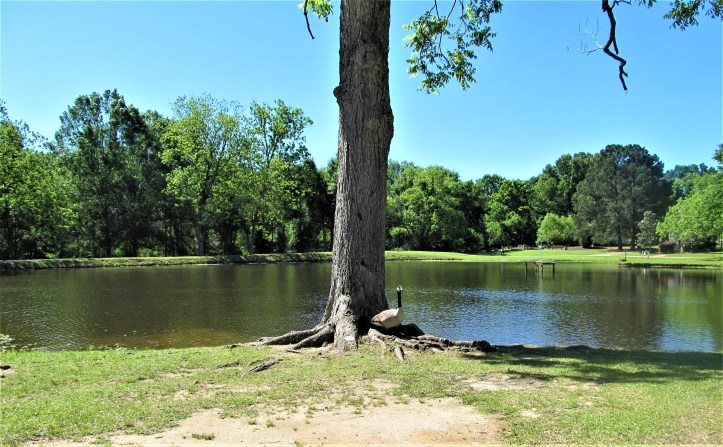 Meander: Walk in the Park – Piper's Adventures