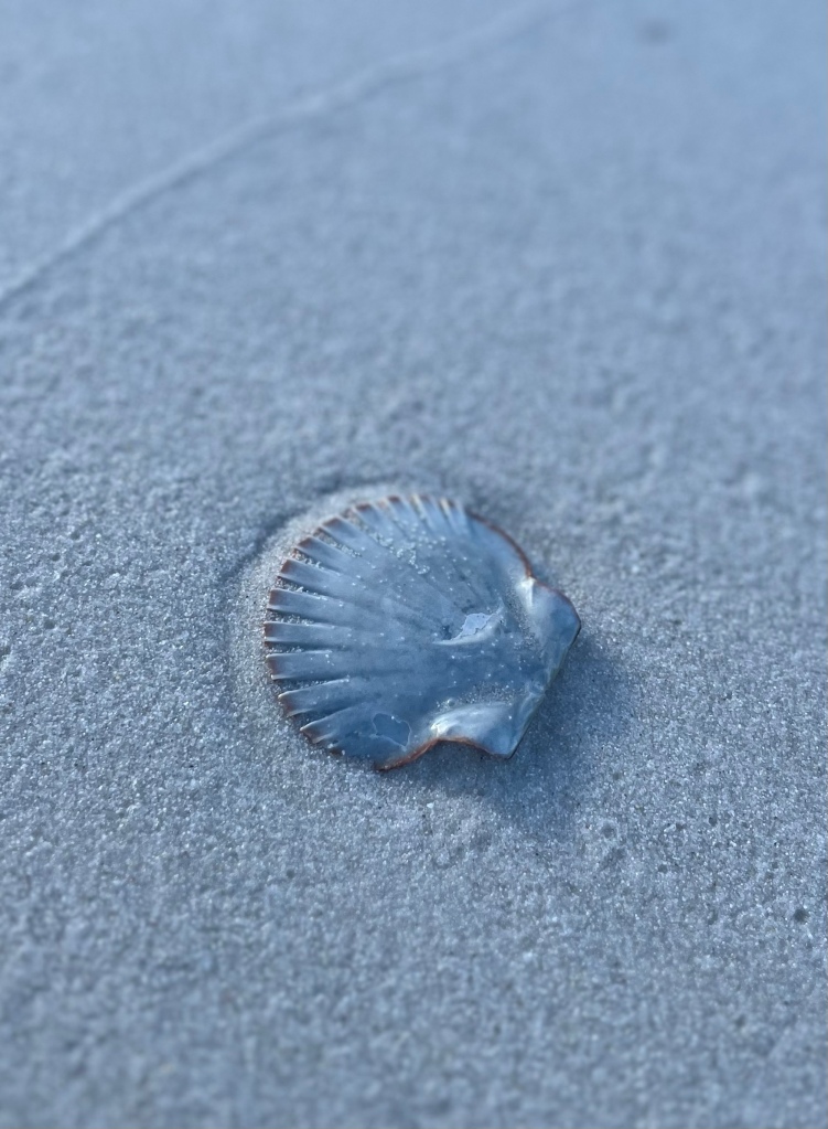 The Blue Shell – Piper's Adventures